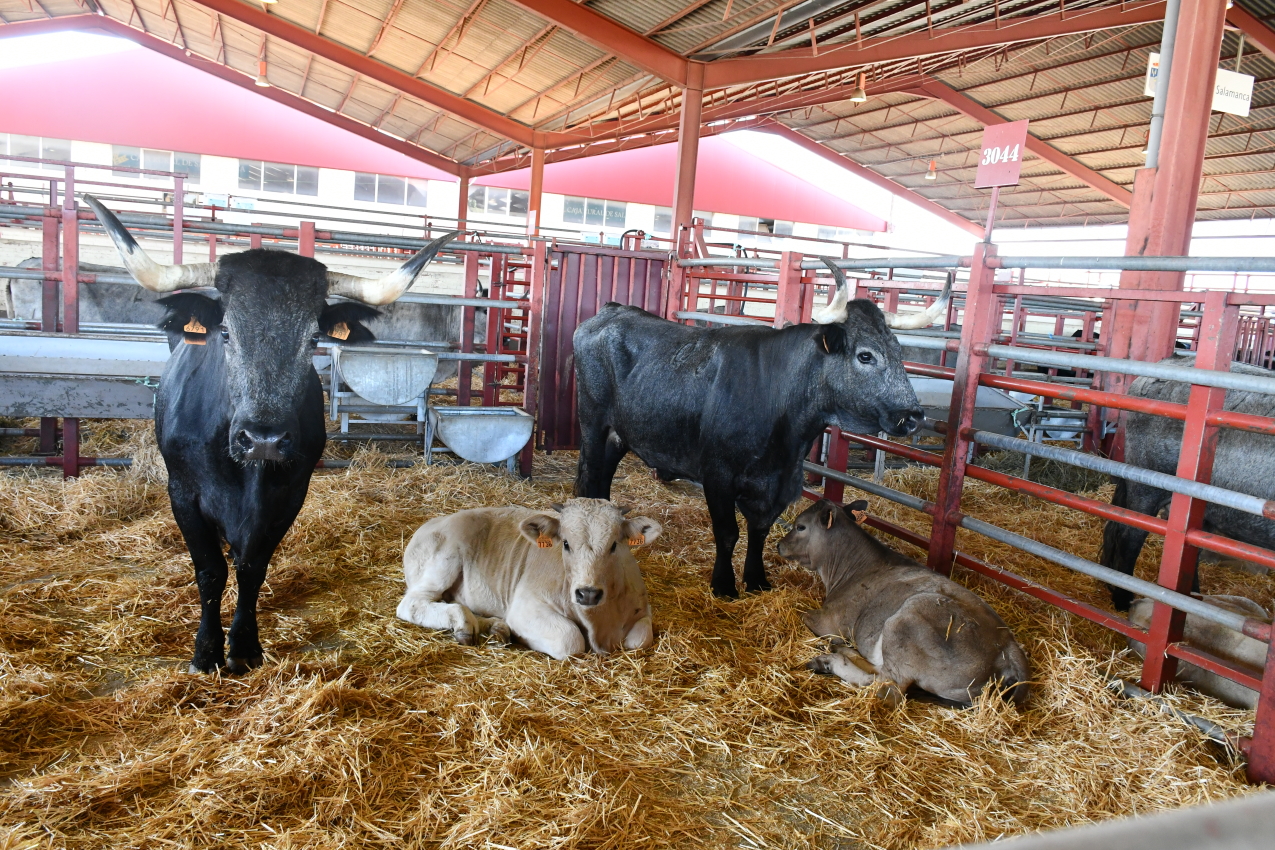 XXXVII CONCURSO NACIONAL DE RAZA MORUCHA | Salamaq